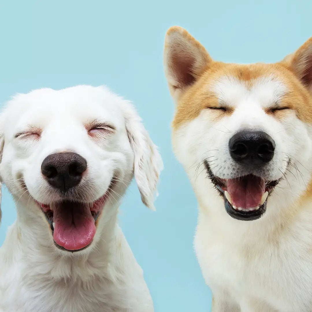 Pets - Pepe Ganga Online | Everything for the home